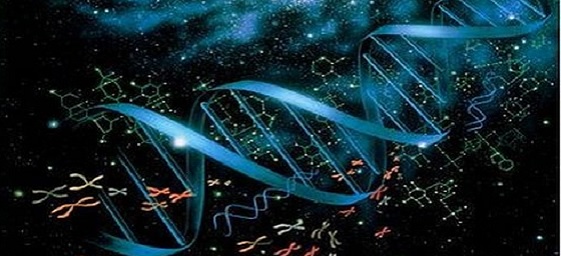Curiosidade Científica: mapeamento do DNA humano em três dimensões ...